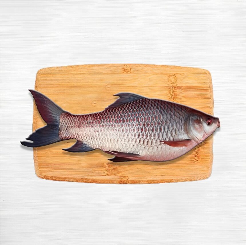 Rohu Fish 2.5 KG Plus - Fish Net